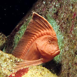 Pataecus fronto - Monaco Nature Encyclopedia