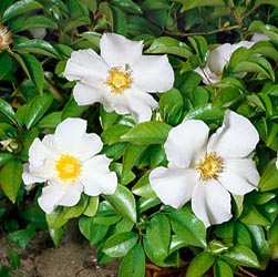 Rosa laevigata - Monaco Nature Encyclopedia