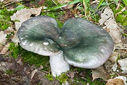 Russula cyanoxantha - Monaco Nature Encyclopedia