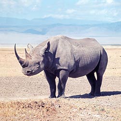 Diceros bicornis - Monaco Nature Encyclopedia