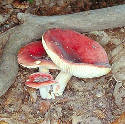 Russulaceae Archivi - Monaco Nature Encyclopedia