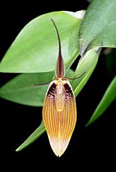 Restrepia antennifera - Monaco Nature Encyclopedia