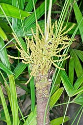 Rhapis excelsa - Monaco Nature Encyclopedia