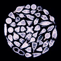 Radiolaria - Monaco Nature Encyclopedia