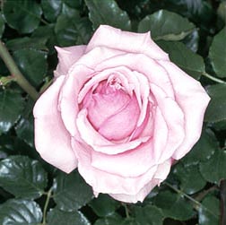 Rosa ‘Silver Anniversary’ - Monaco Nature Encyclopedia