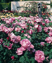 Rosa ‘Grace de Monaco’ - Monaco Nature Encyclopedia