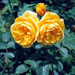 Rosa ‘Graham Thomas’ - Monaco Nature Encyclopedia