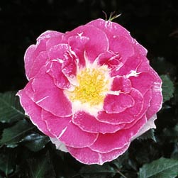 Rosa ‘Buffalo Bill’ - Monaco Nature Encyclopedia