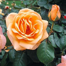 Rosa ‘Looping’ - Monaco Nature Encyclopedia