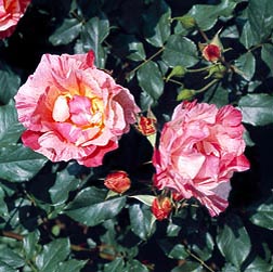Rosa ‘Grimaldi’ - Monaco Nature Encyclopedia