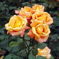 Rosa ‘Lumen’ - Monaco Nature Encyclopedia