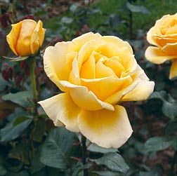 Rosa ‘Valencia’ - Monaco Nature Encyclopedia