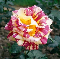 Rosa ‘Meli-Melo’ - Monaco Nature Encyclopedia
