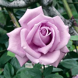 Rosa ‘Blue Moon, Cl.’ - Monaco Nature Encyclopedia