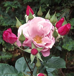 Rosa ‘Dioressence’ - Monaco Nature Encyclopedia