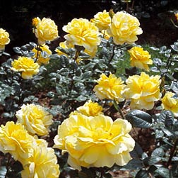 Rosa ‘Gold Glow’ - Monaco Nature Encyclopedia