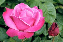 Rosa ‘Caprice de Meilland’ - Monaco Nature Encyclopedia