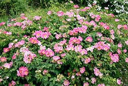 Rosa ‘Complicata’ - Monaco Nature Encyclopedia