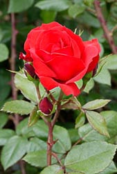 Rosa ‘Dance of Joy’ - Monaco Nature Encyclopedia