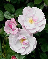 Rosa ‘Déclic’ - Monaco Nature Encyclopedia