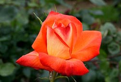 Rosa ‘France Libre’ - Monaco Nature Encyclopedia