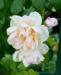 Rosa ‘Jaune Desprez’ - Monaco Nature Encyclopedia