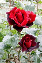 Rosa ‘Le Rouge et le Noir’ - Monaco Nature Encyclopedia