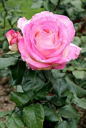 Rosa ‘Princesse de Monaco’ - Monaco Nature Encyclopedia