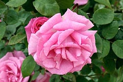 Rosa ‘Zéphirine Drouhin’ - Monaco Nature Encyclopedia