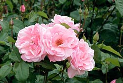 Rosa ‘The Queen Elizabeth Rose’ - Monaco Nature Encyclopedia