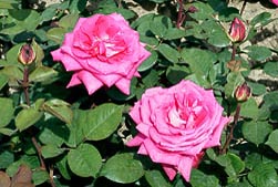 Rosa ‘A Capella’ - Monaco Nature Encyclopedia