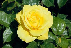 Rosa ‘Friesia’ - Monaco Nature Encyclopedia