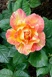 Rosa ‘Rose des Cisterciens’ - Monaco Nature Encyclopedia