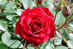 Rosa ‘Red Rascal’ - Monaco Nature Encyclopedia