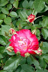 Rosa ‘Novaia’ - Monaco Nature Encyclopedia