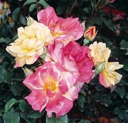 Rosa ‘Masquerade’ - Monaco Nature Encyclopedia