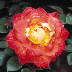 Rosa ‘Chacok’ - Monaco Nature Encyclopedia