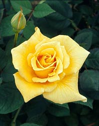 Rosa ‘Sun King’ - Monaco Nature Encyclopedia