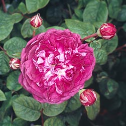 Rosa ‘Cardinal de Richelieu’ - Monaco Nature Encyclopedia