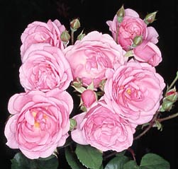 Rosa ‘Milrose’ - Monaco Nature Encyclopedia