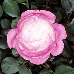 Rosa ‘Paul Neyron’ - Monaco Nature Encyclopedia