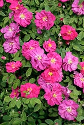 Rosa gallica officinalis - Monaco Nature Encyclopedia