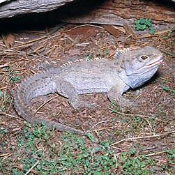 Sphenodon punctatus - Monaco Nature Encyclopedia