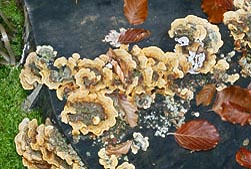 Stereum hirsutum - Monaco Nature Encyclopedia