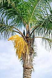 Syagrus romanzoffiana - Monaco Nature Encyclopedia