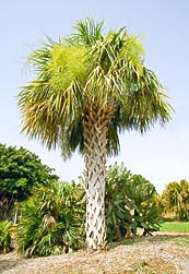 Sabal palmetto - Monaco Nature Encyclopedia