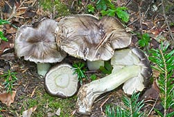 Tricholoma portentosum - Monaco Nature Encyclopedia