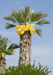 Trithrinax campestris - Monaco Nature Encyclopedia