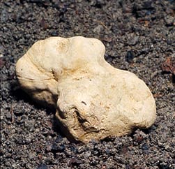 Tuber magnatum - Monaco Nature Encyclopedia