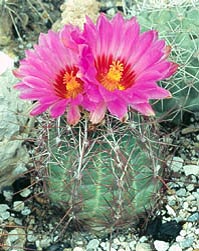 Thelocactus bicolor - Monaco Nature Encyclopedia